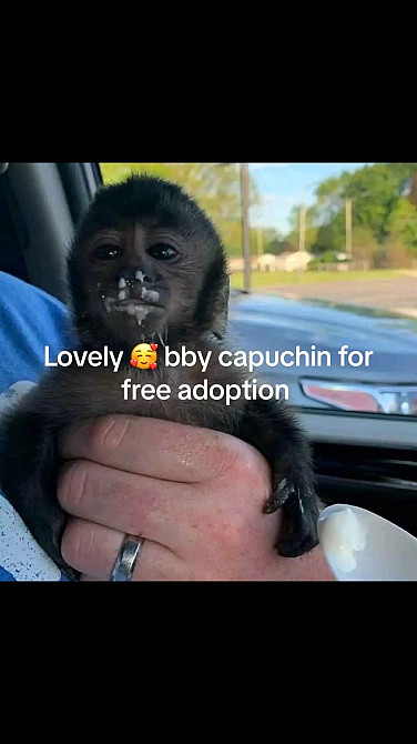 Available female and male capuchin monkeys in the UAE (Ad #112091 ...