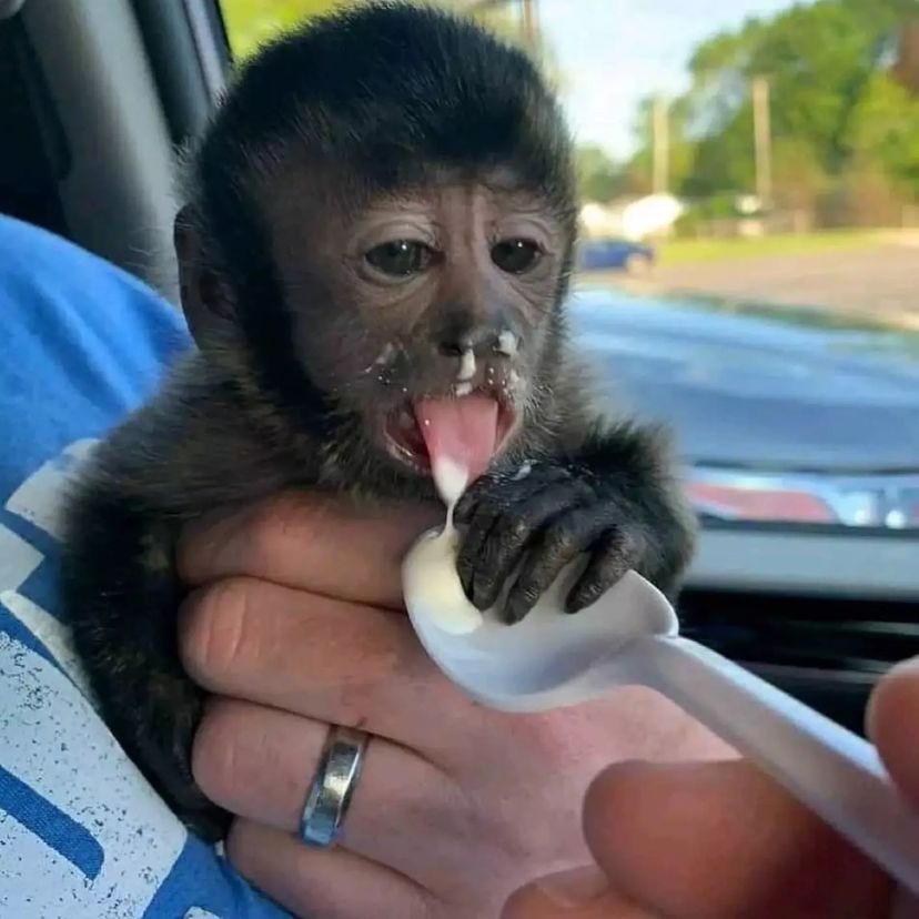 Available female and male capuchin monkeys in the UAE (Ad #112091 ...