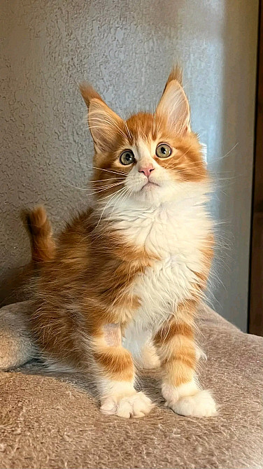 Maine coons kittens for rehoming in the USA (Ad #98029) - Yonfi.com