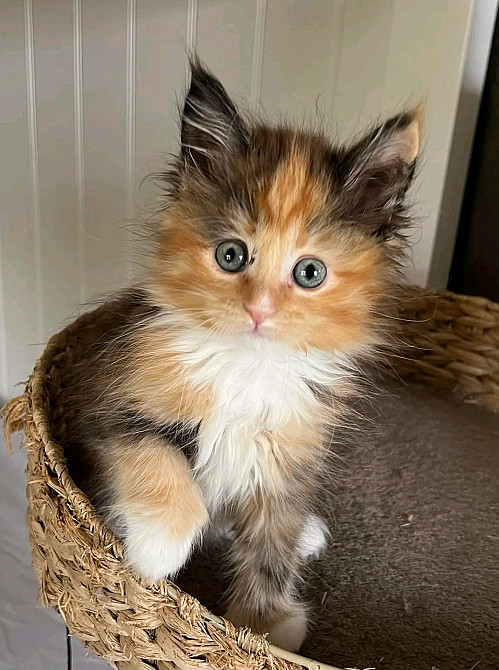 Maine coons kittens for rehoming in the USA (Ad #98029) - Yonfi.com
