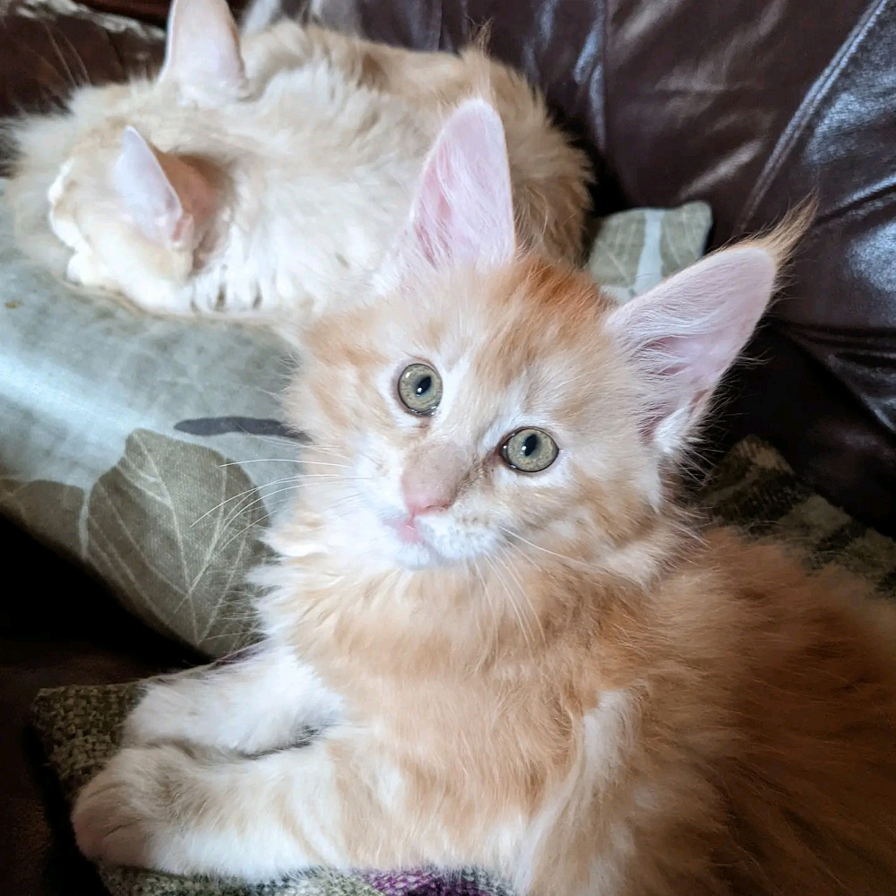 Maine coons kittens for rehoming in the USA (Ad #98029) - Yonfi.com