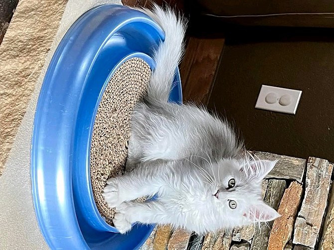 Maine coons kittens for rehoming in the USA (Ad #98029) - Yonfi.com